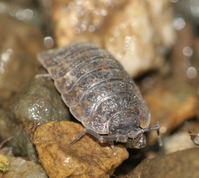 Pill Bug Facts for Kids: Pill Bug Information for Kids