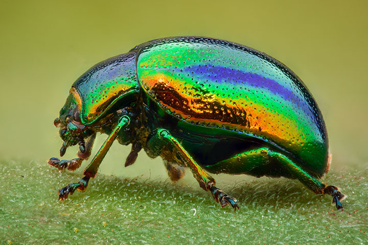 How Many Species of Beetle Are There? - Kids Article
