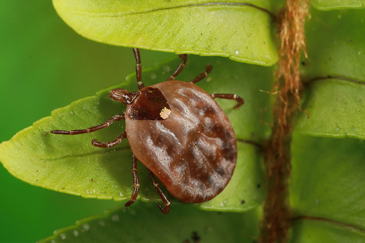 How to Tell If You Were Bitten by a Tick: Signs, Identification