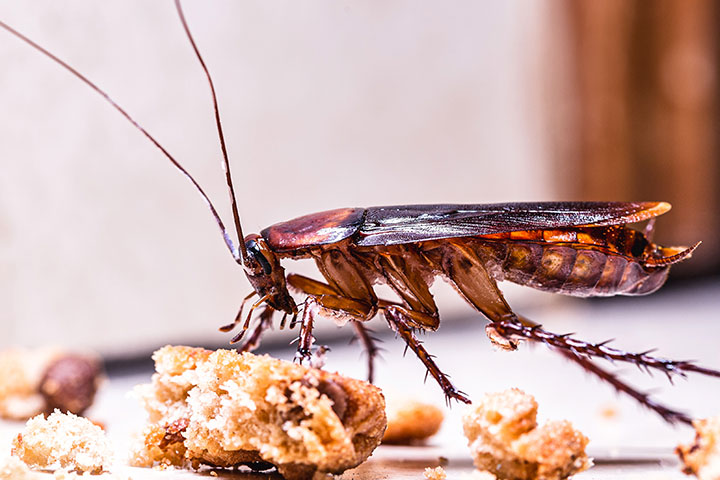 What do cockroaches do store